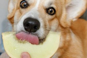 20 Recetas de deliciosos snacks para tu perro – Galletas, helados ...