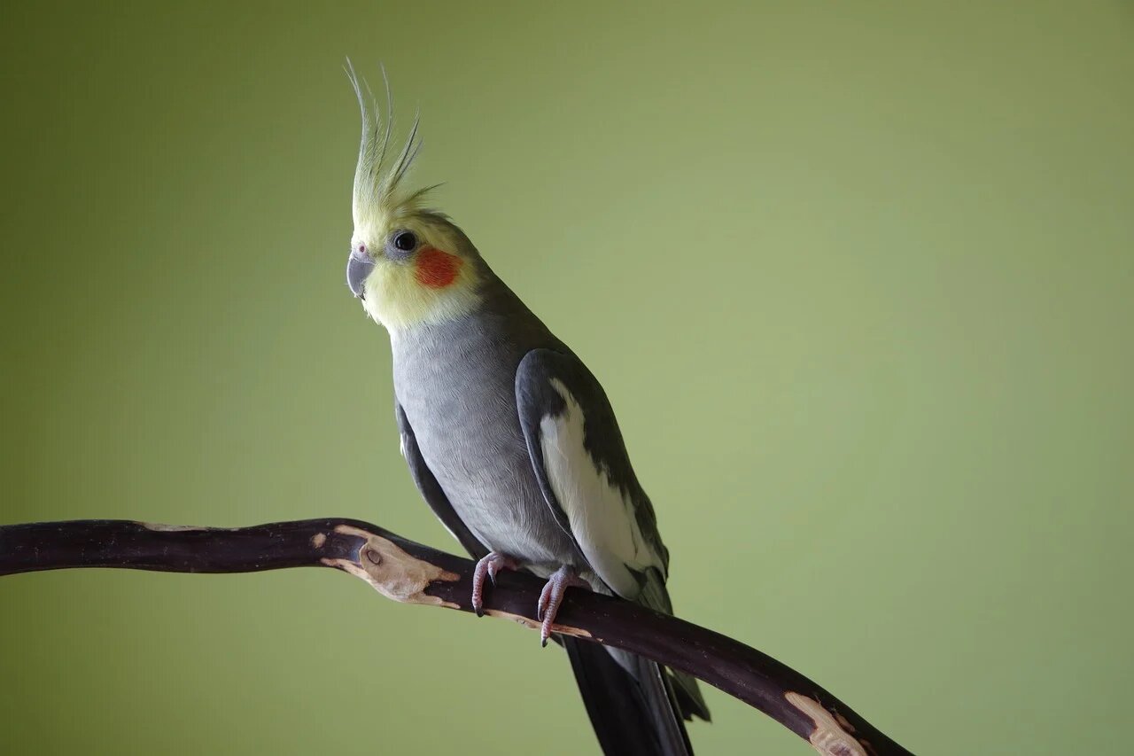 3 Especies de aves mascotas más inteligentes del mundo – Mascotas Cuidados