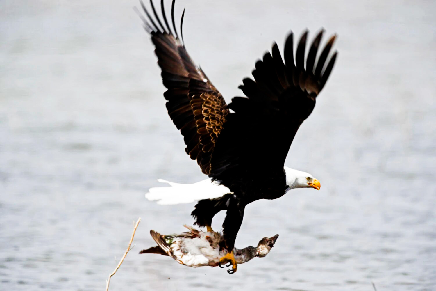 ¿Puedo tener aves rapaces como mascotas? – Guía completa – Mascotas ...
