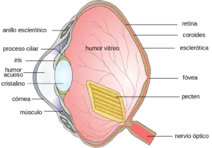 ¿Cómo es la visión de las aves? 3 diferencias con ojo humano – Mascotas ...