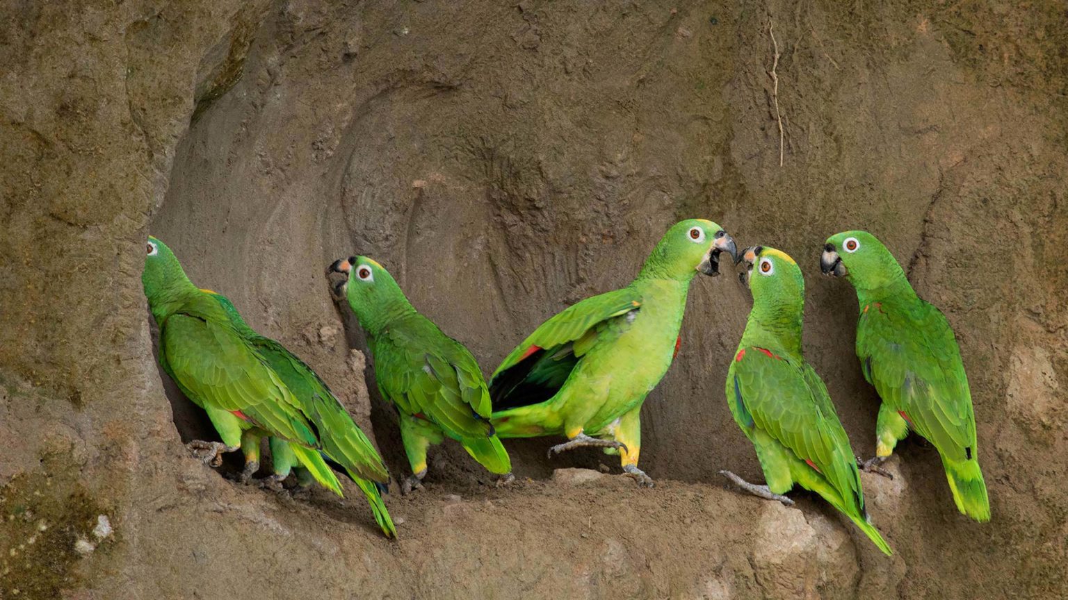 ¿Qué aves pueden convivir con los loros? 3 especies compatibles ...